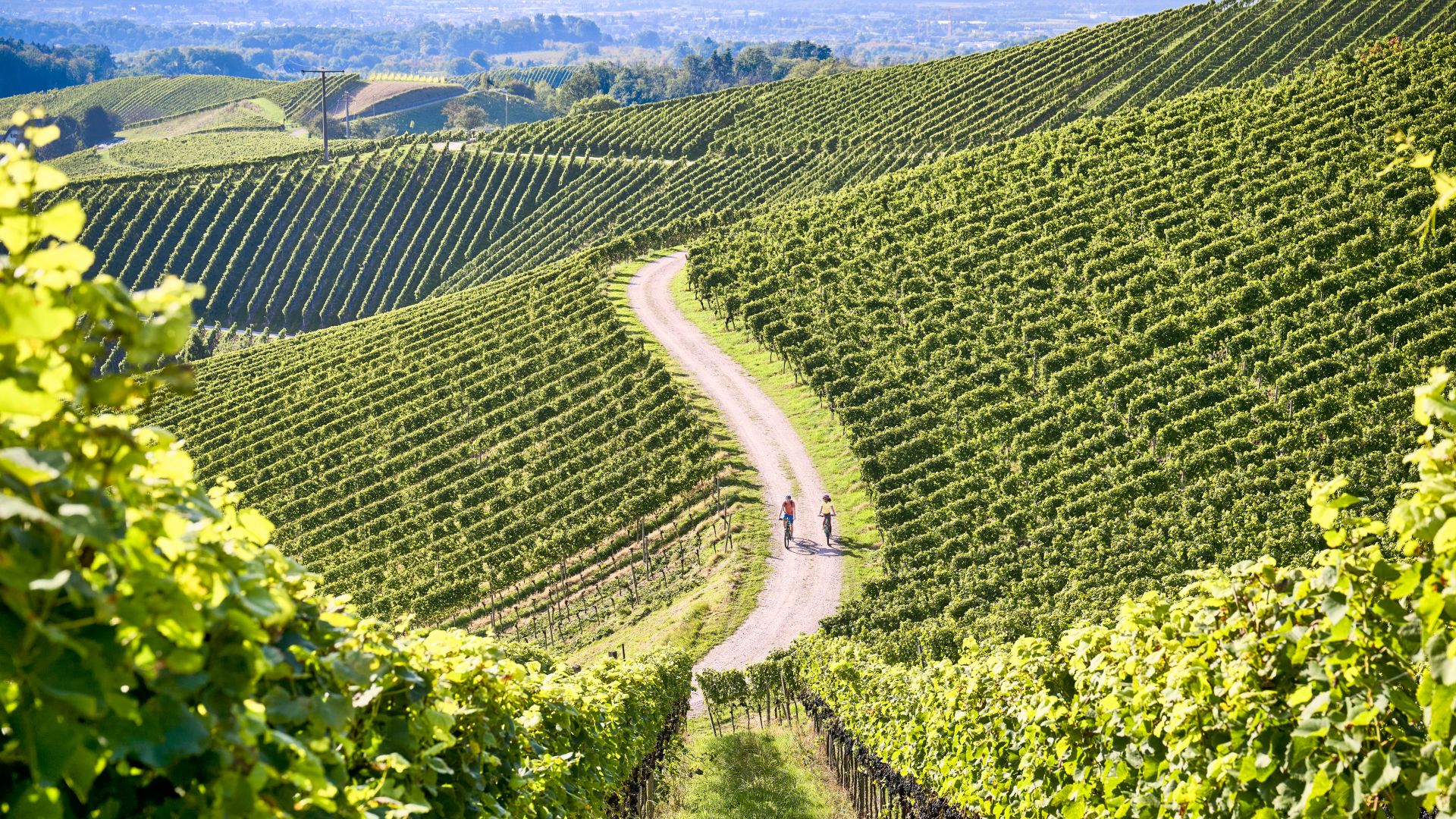Experience the world of German wines - Germany Travel