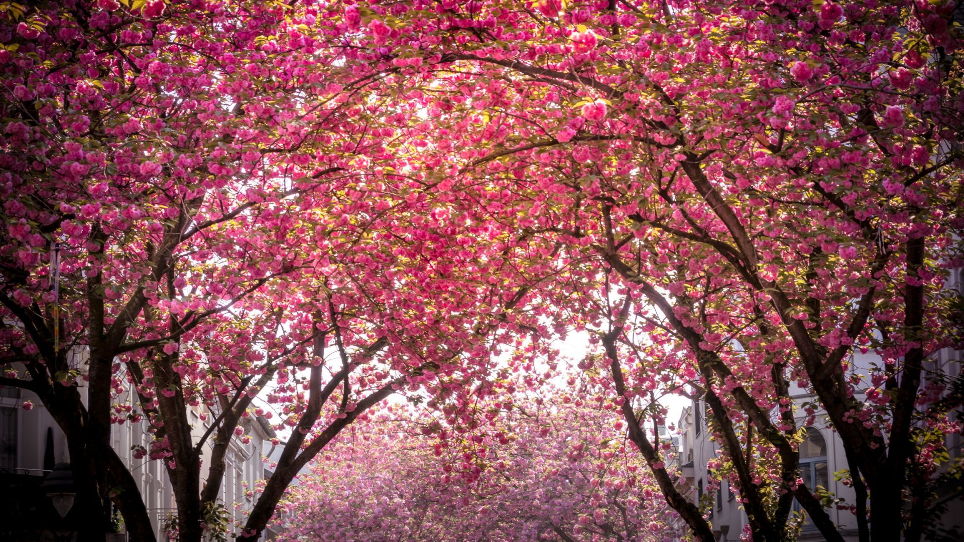 What Is The Most Common Flower In Germany | Best Flower Site